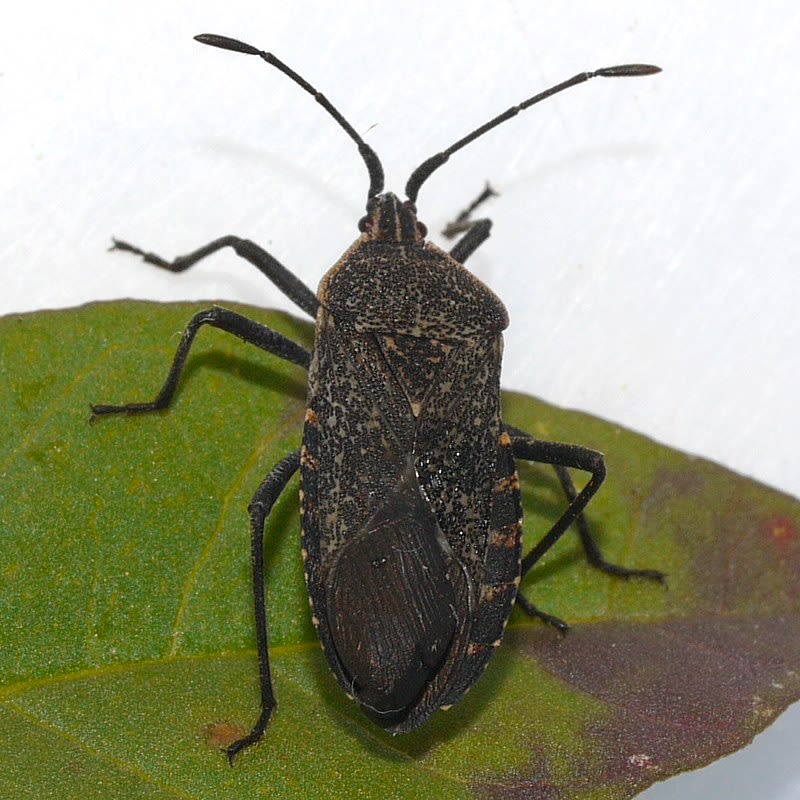Biologist Gets the Scoop on Squash Bug Poop