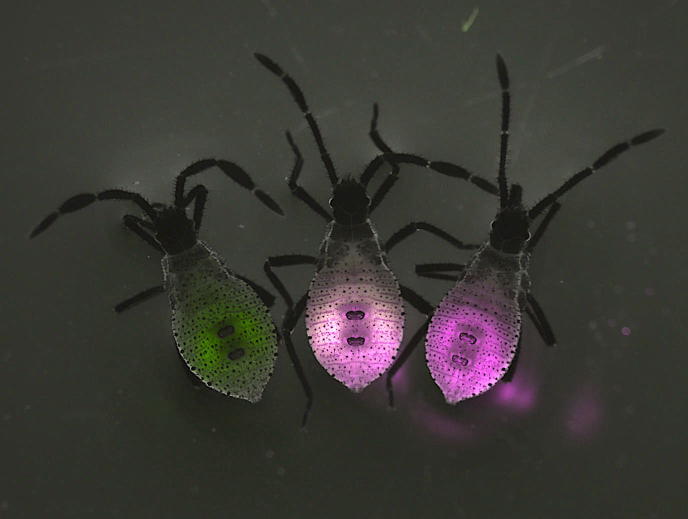 Biologist Gets the Scoop on Squash Bug Poop