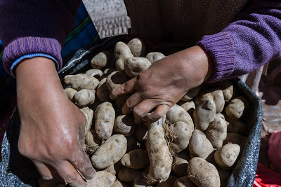 'Potato gene' reveals how ancient Andeans adapted to starchy diet