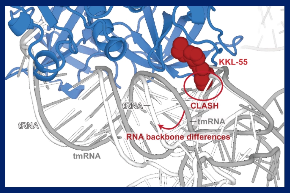 New antimicrobial shuts down bacterial growth without harming human cells